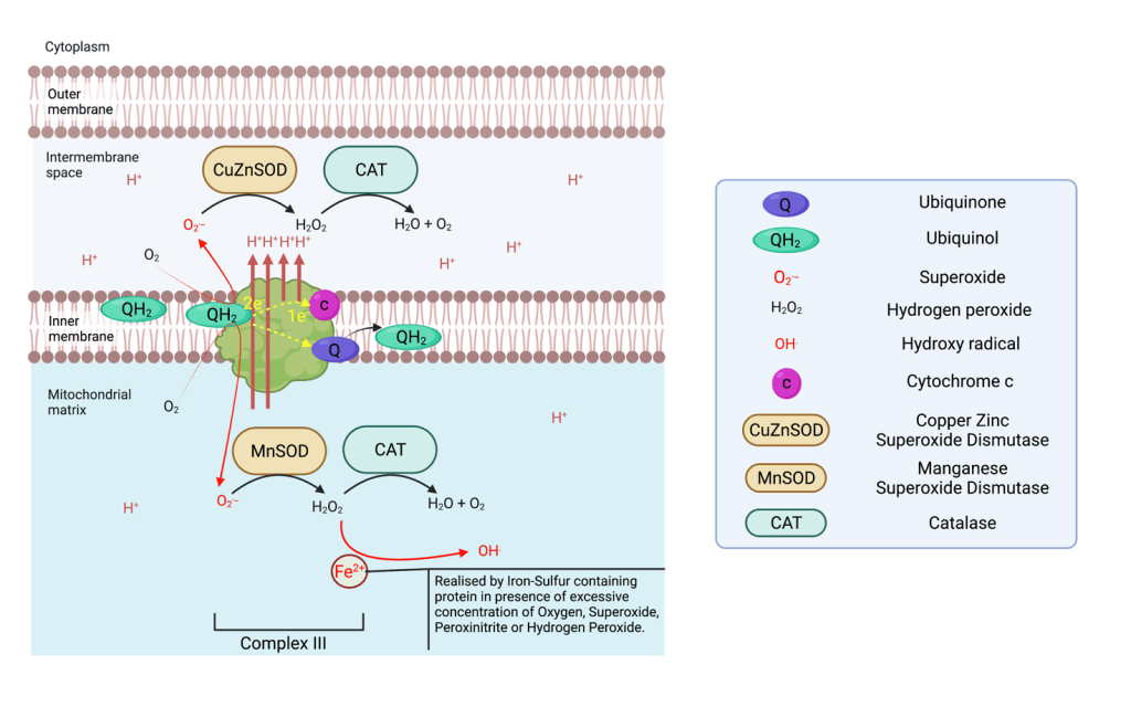 Mitochondrial Function - Hydrogen Biology Research Center