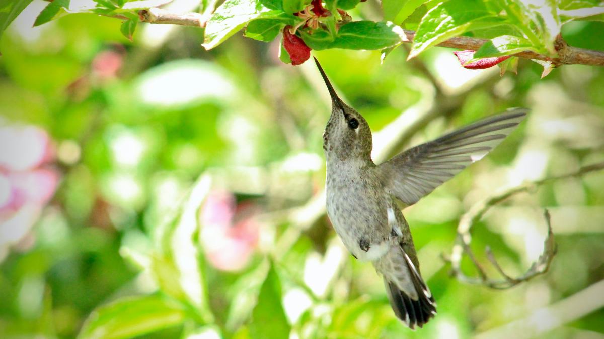 Hydrogen Biology - Hydrogen Biology Research Center