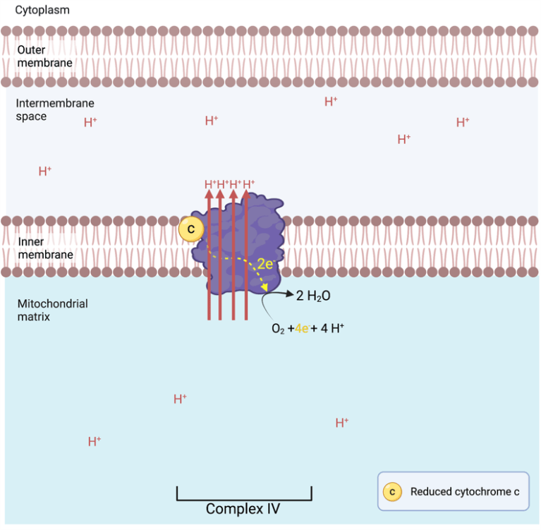 How ATP is Produced in the Mitochondria and the Benefit of Molecular ...