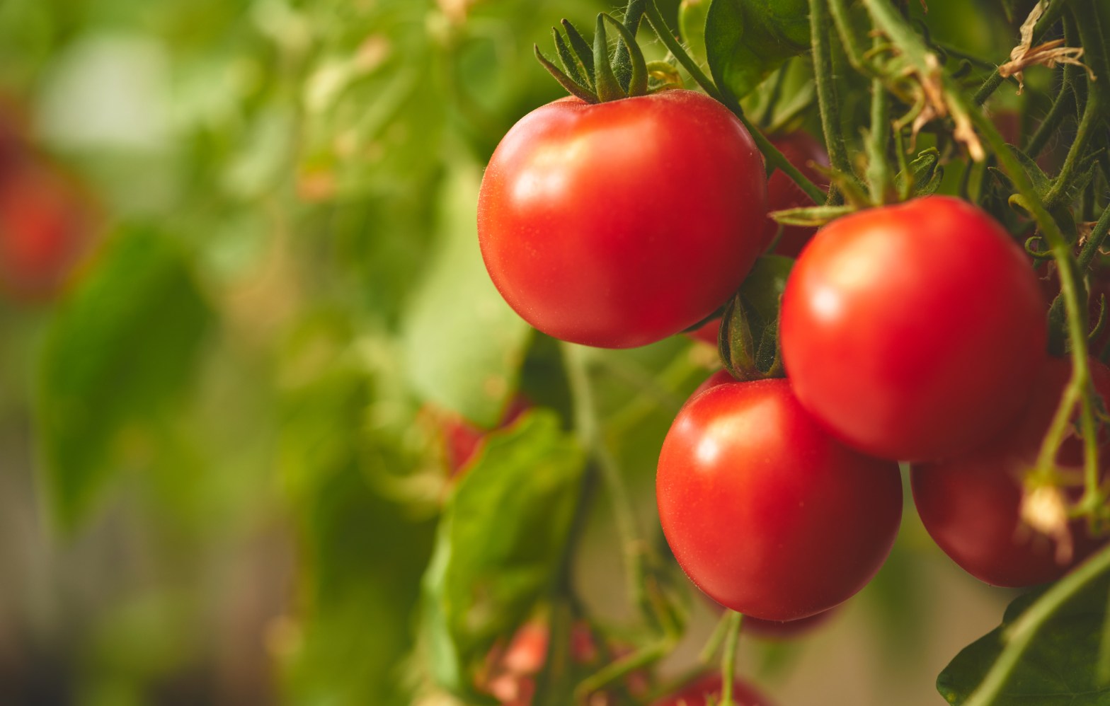 Hydrogen Driven Agriculture - Hydrogen Biology Research Center