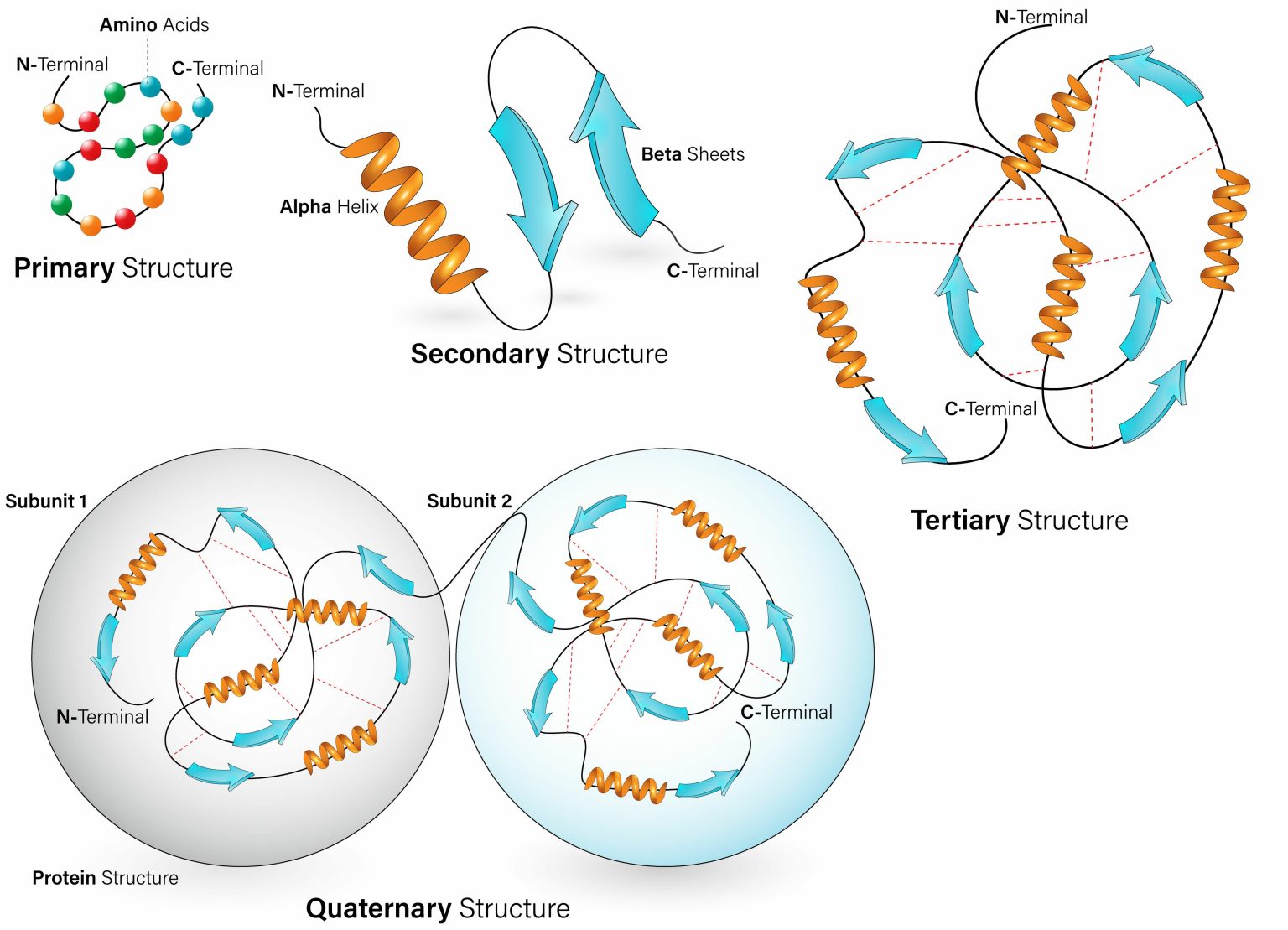 Mitochondrial Function, ATP Production, Protein Folding & Molecular ...