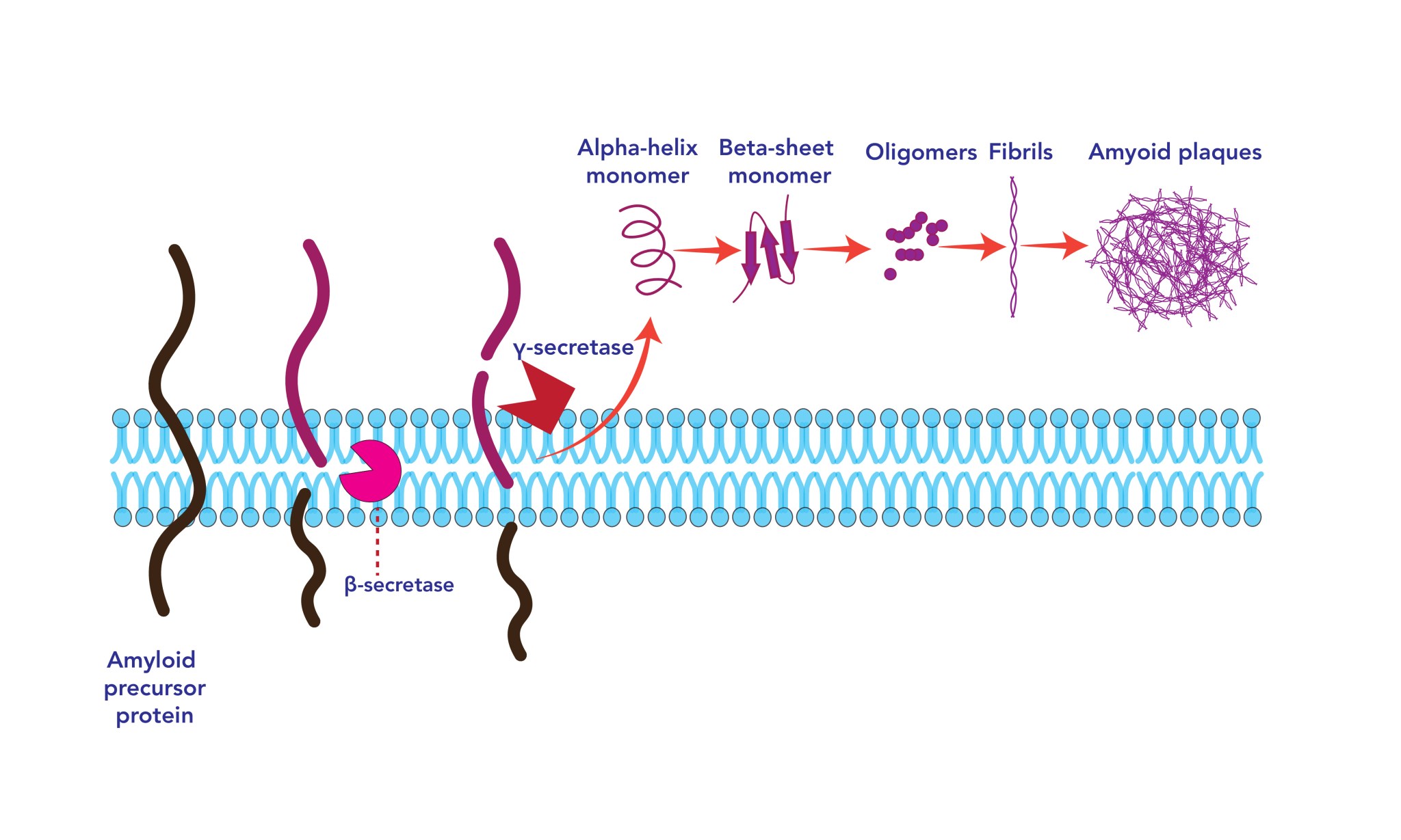 Mitochondrial Function, ATP Production, Protein Folding & Molecular ...